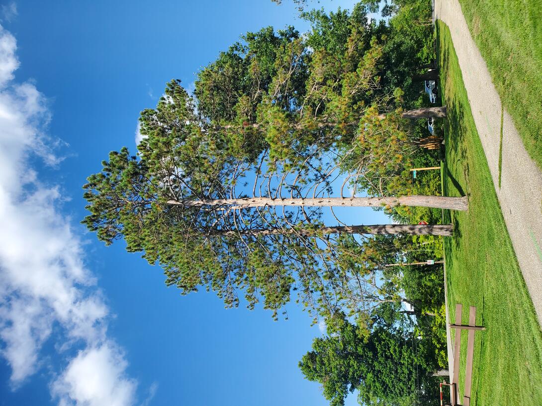 Red Pine | CMP Tree Selection Tool